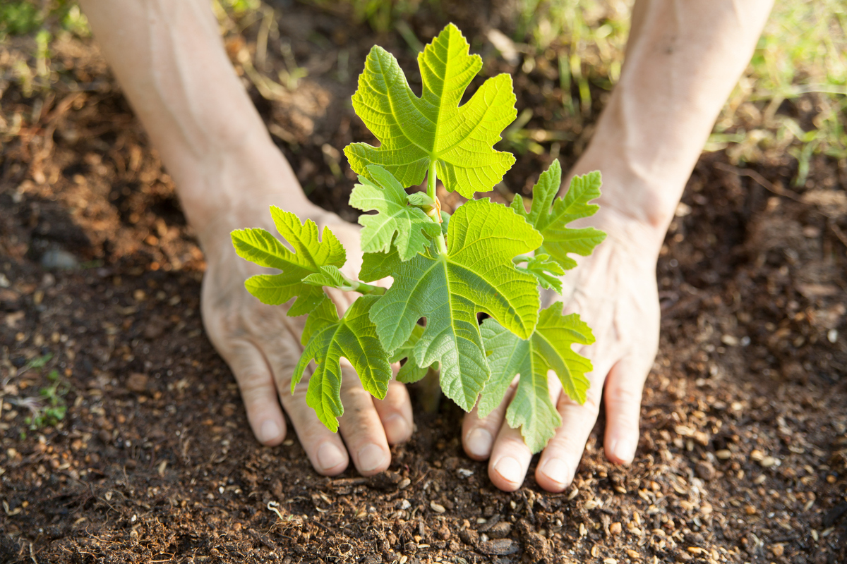 Green Credit Programme (GCP) | GFC Explains