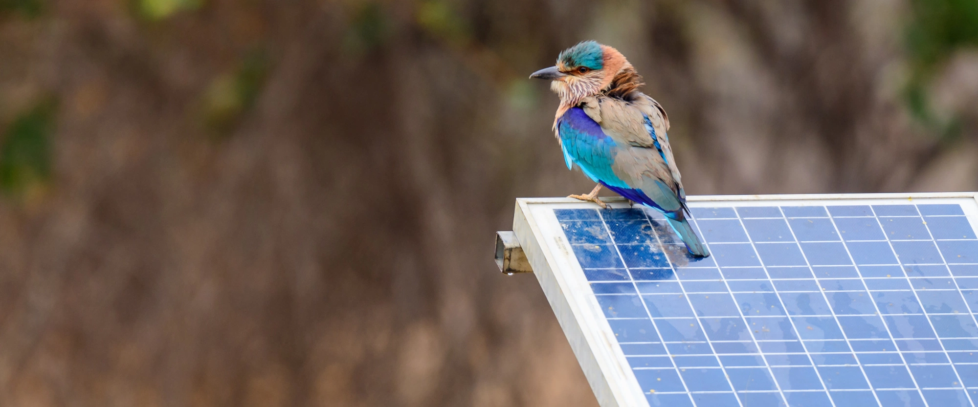 CEEW | Public Policy Think Tank in India | Council on Energy, Environment and Water